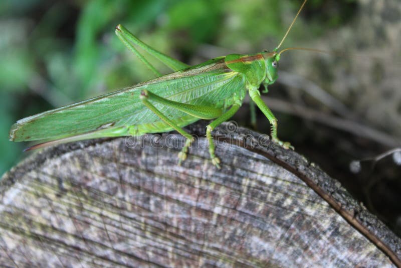 Bush cricket in the nature stock photo. Image of tettigonia - 133585842