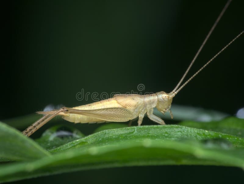 A Bush Cricket on the Wet Grass Stock Image - Image of insect ...