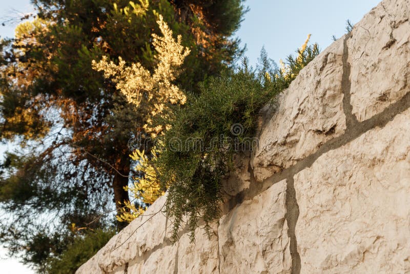 Wailing Wall Bush Stock Photos - Free & Royalty-Free Stock Photos from ...