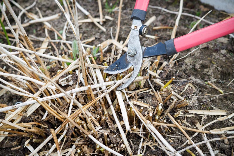 Bush Cutting by a Garden Pruner Stock Photo - Image of cutting, bush ...