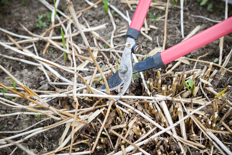 Bush Cutting by a Garden Pruner. Stock Photo - Image of planting ...
