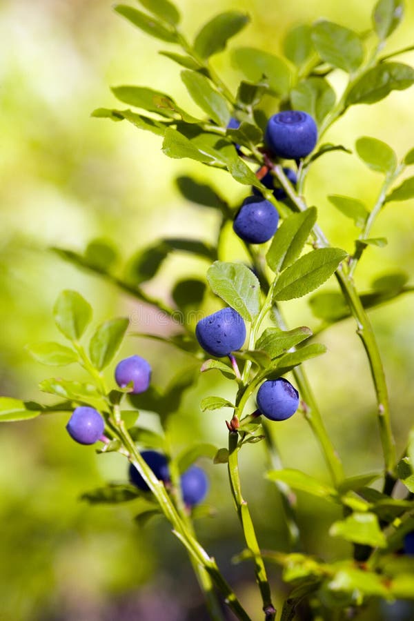 Myrtilles sauvages photo stock. Image du cuvette, fruits - 2268526