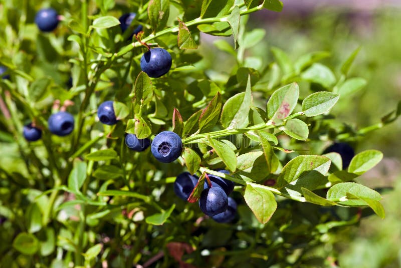 Buisson Sauvage De Myrtille Avec Des Fruits Dans La Forêt Ensoleillée ...