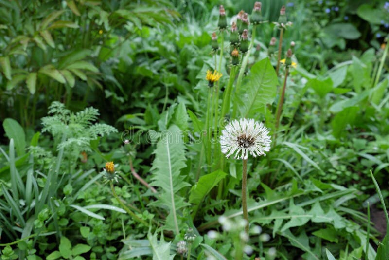 A Bush of Dandelion Flowers. Single Dandelion Stock Photo - Image of ...
