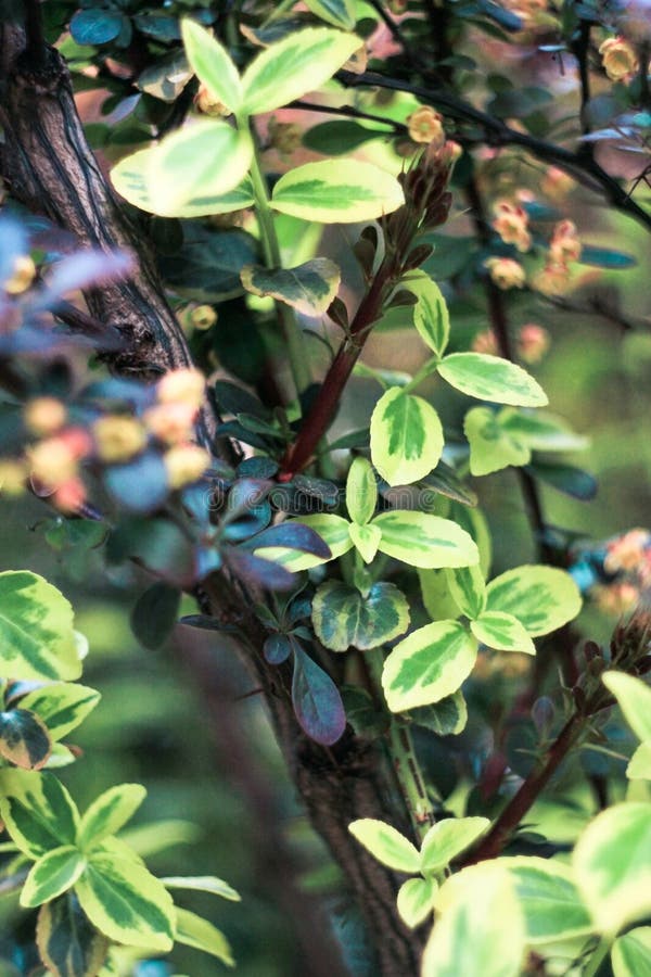 Bush with Dark and Light Green Leaves Stock Photo - Image of bright ...