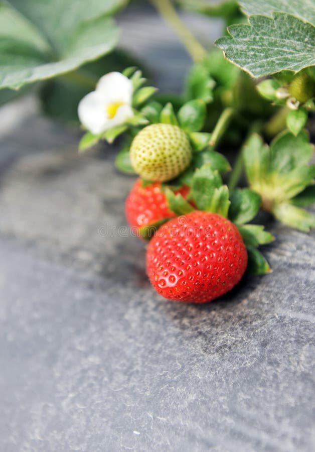 Bush de la fraise photo stock. Image du ferme, herbal - 23020410