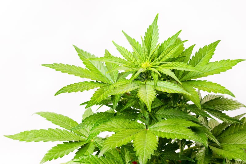 Bush de um cânhamo imagem de stock. Imagem de planta - 17213413