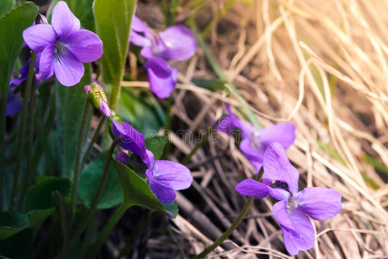 34,930 Violette Sauvage Photos libres de droits et gratuites de Dreamstime