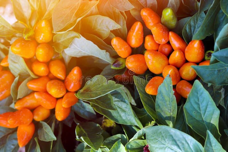 Bush Decorative Pepper in a Pot Stock Image - Image of glasshouse ...