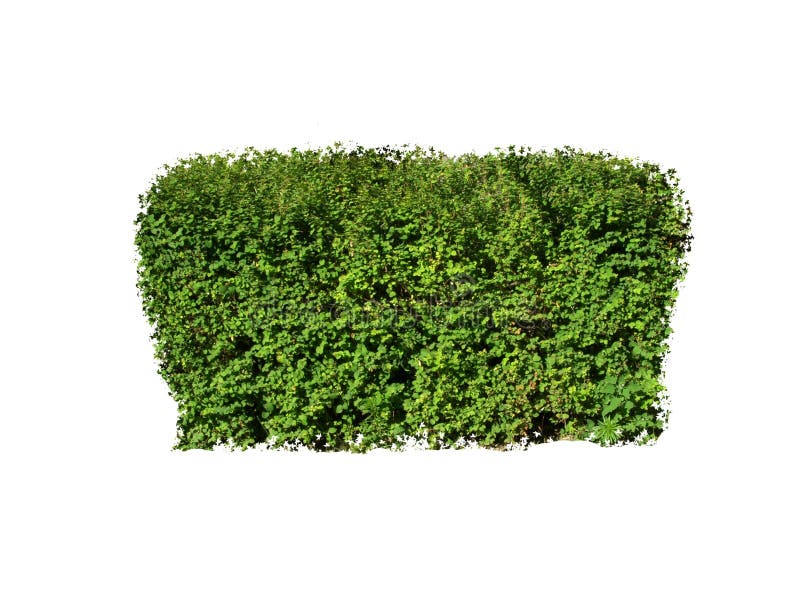 Bush. stock photo. Image of garden, nature, rectangular - 56171374