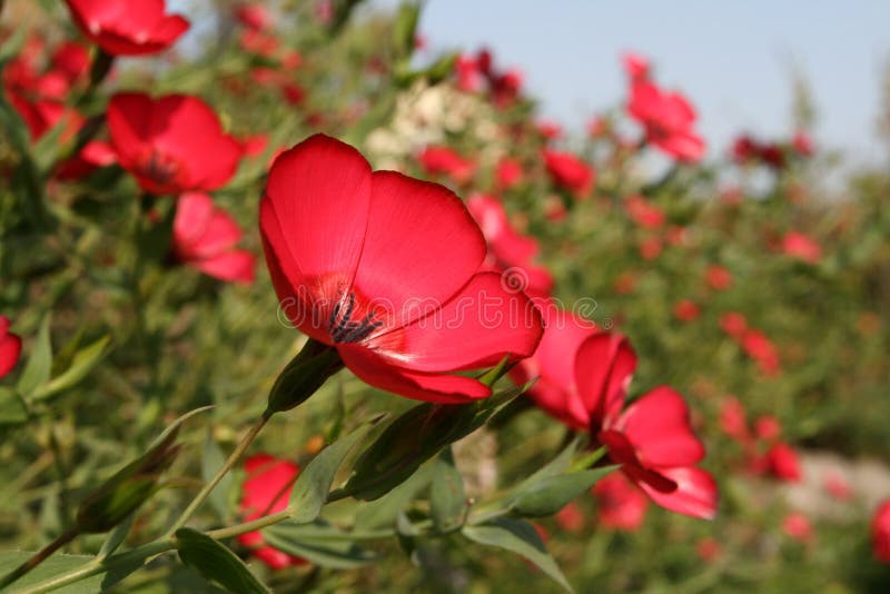 Bush dei fiori rossi fotografia stock. Immagine di fiori - 21863140