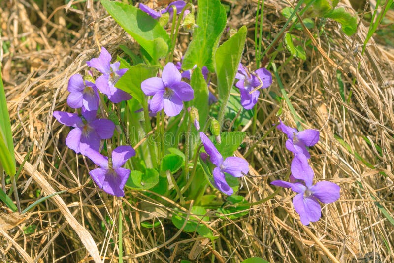 1,694 Pianta Della Viola Selvatica Foto - Foto Stock Gratis e Royalty ...