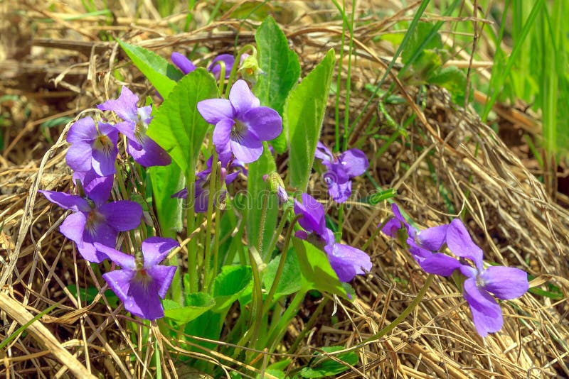 1,694 Pianta Della Viola Selvatica Foto - Foto Stock Gratis e Royalty ...