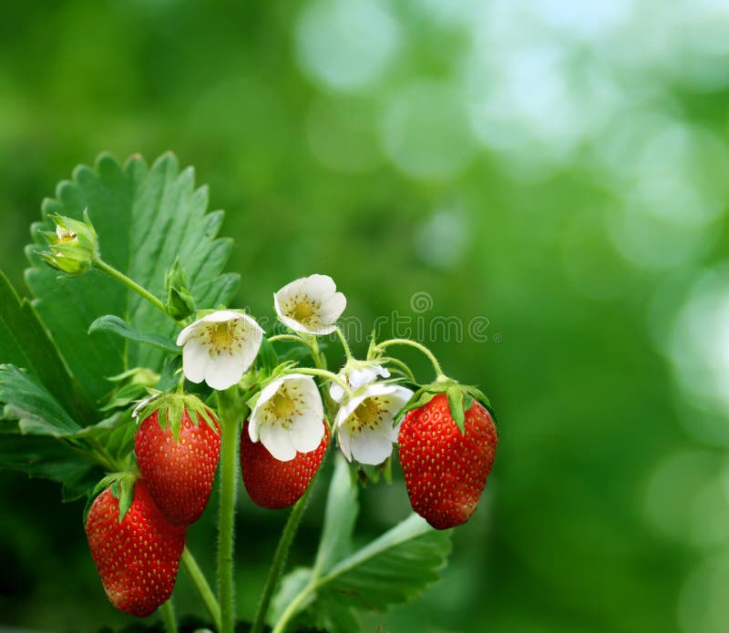 Bush der Erdbeere stockfoto. Bild von blume, reifen, nahrung - 19776296