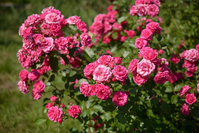 Bush Der Rosafarbenen Rosen Stockbild - Bild von busch, wohlriechend ...