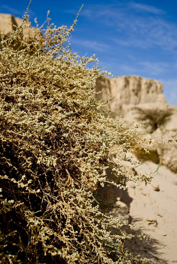 Bush in desert stock image. Image of outside, sandy, nature - 8602687