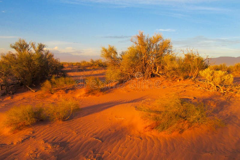 Bush in the Desert at Sunset Stock Image - Image of land, plant: 93471219