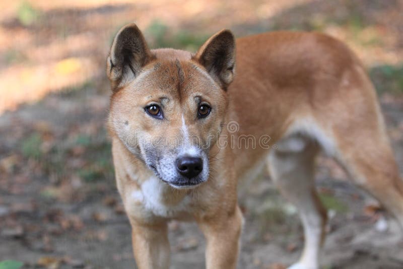 Dingo stock image. Image of outback, country, australian - 31421053