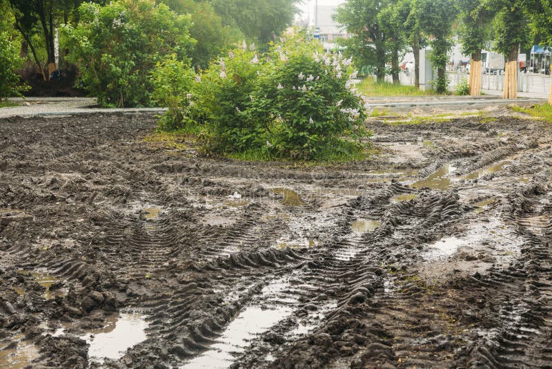 A Bush on a Dirty Construction Site in the Stock Photo - Image of ...