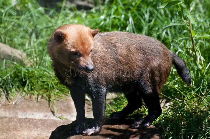 Bush Dogs stock image. Image of together, paddling, paddle - 14707821