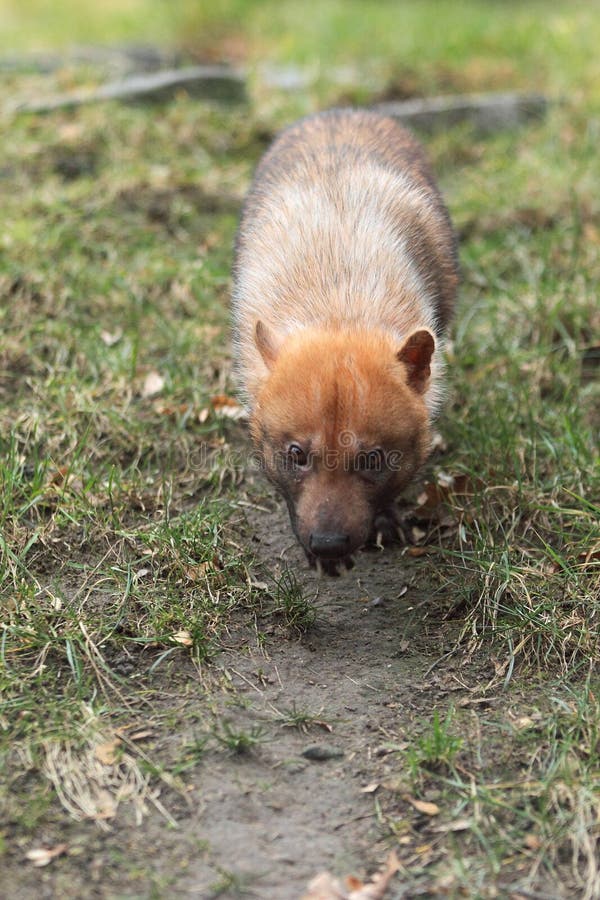 Bush dog stock photo. Image of approaching, grass, speothos - 22726988