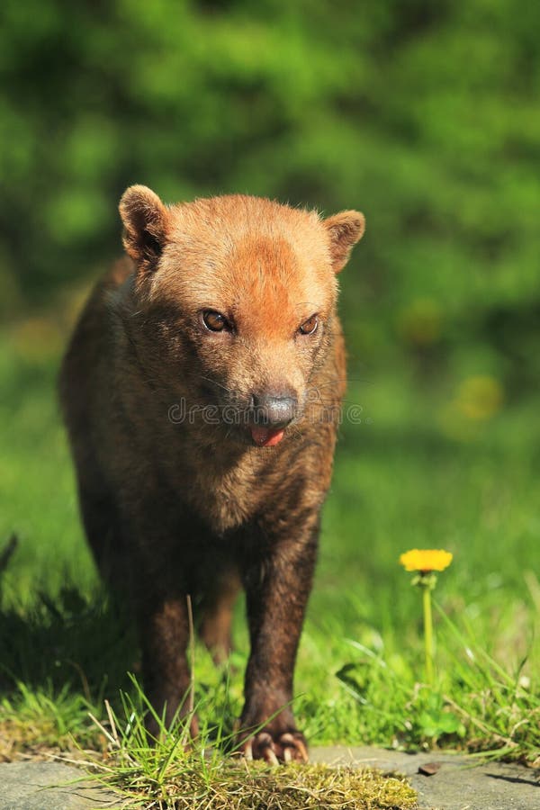 Bush dog stock photo. Image of approaching, grassland - 24539040