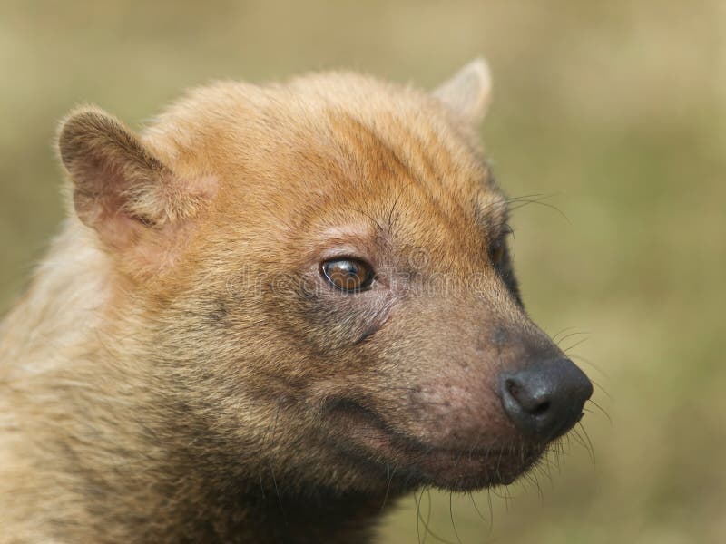 Bush dog stock image. Image of zorrito, semiaquatic, cachorrodomata ...