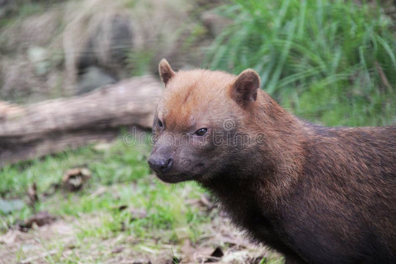 Bush dog close up stock photo. Image of head, profile - 18216938