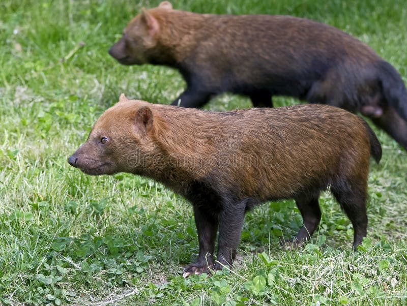 Young bush dog stock image. Image of young, venaticus - 33323185
