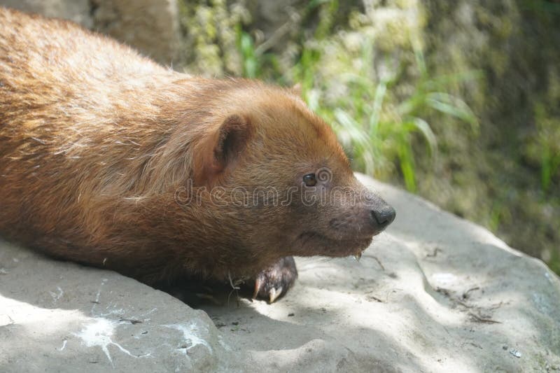 Cynoidea Stock Photos - Free & Royalty-Free Stock Photos from Dreamstime