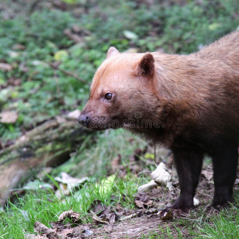 Bush dog profile close up stock image. Image of small - 18328673