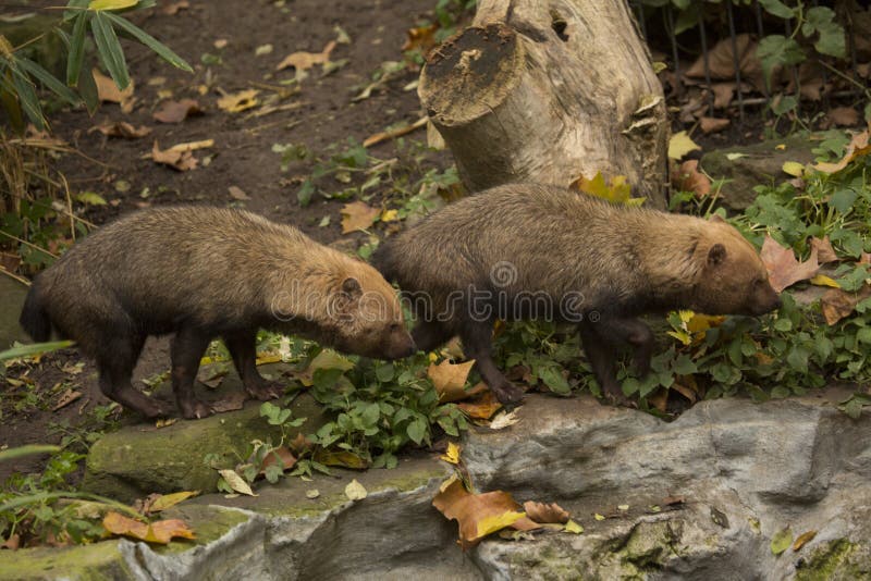 The Bush Dog Speothos Venaticus. Stock Image - Image of canidae ...