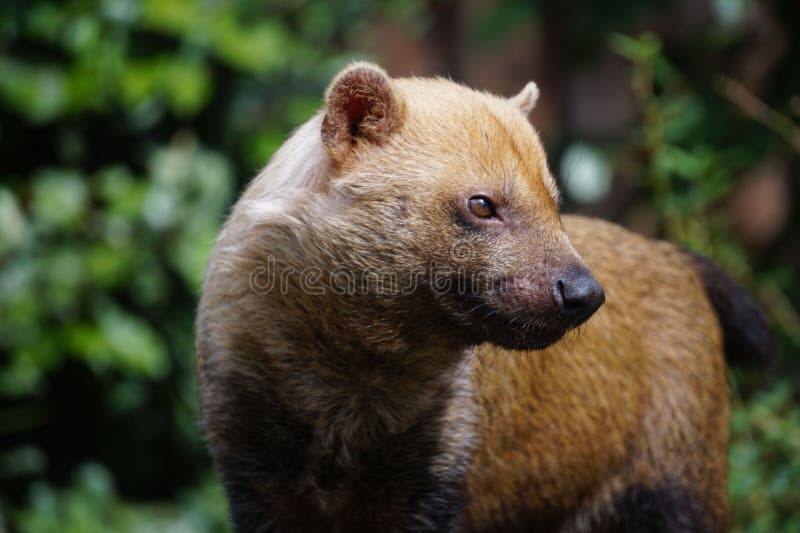 Bush Dog (Speothos Venaticus) at a Zoo Stock Image - Image of brown ...