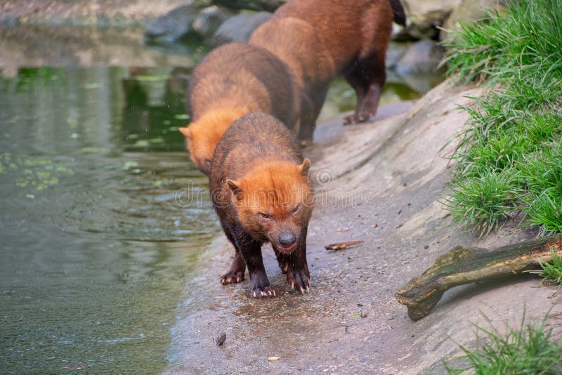 Bush dog walking stock photo. Image of canid, small - 144441396