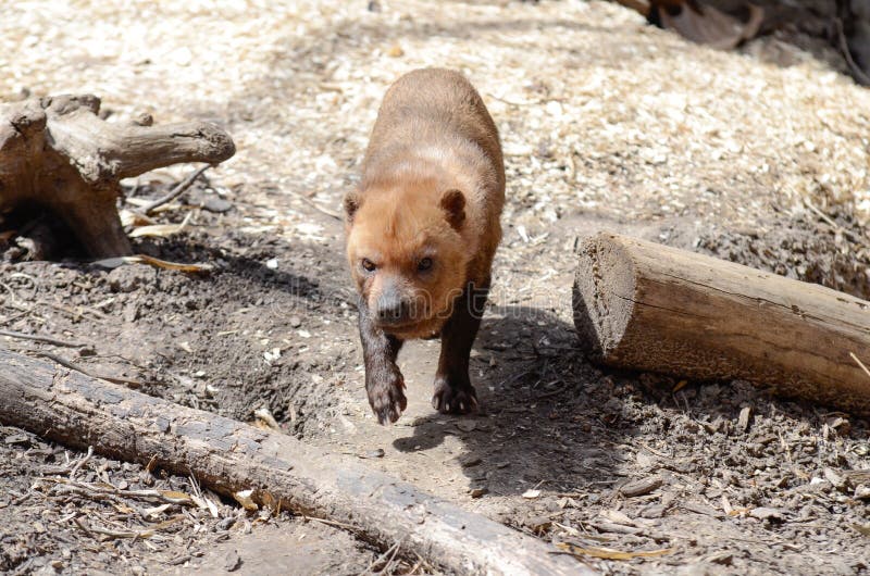 Bush dog2 stock photo. Image of lumbers, walk, logs, gaze - 32371168