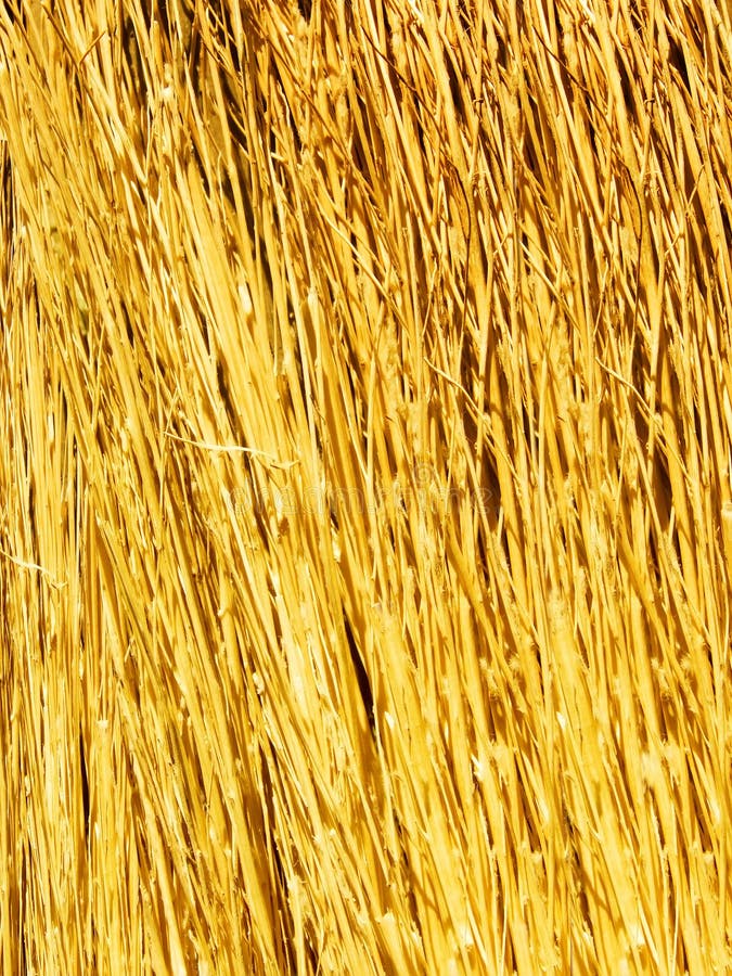 Bush dry stock image. Image of nature, plant, textures - 11245657