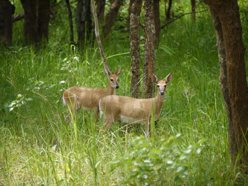 Common Duiker Stock Photos - Free & Royalty-Free Stock Photos from ...