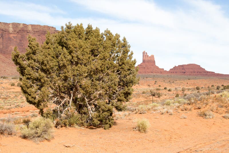 Bush with Earth Monuments stock photo. Image of mountains - 48479928