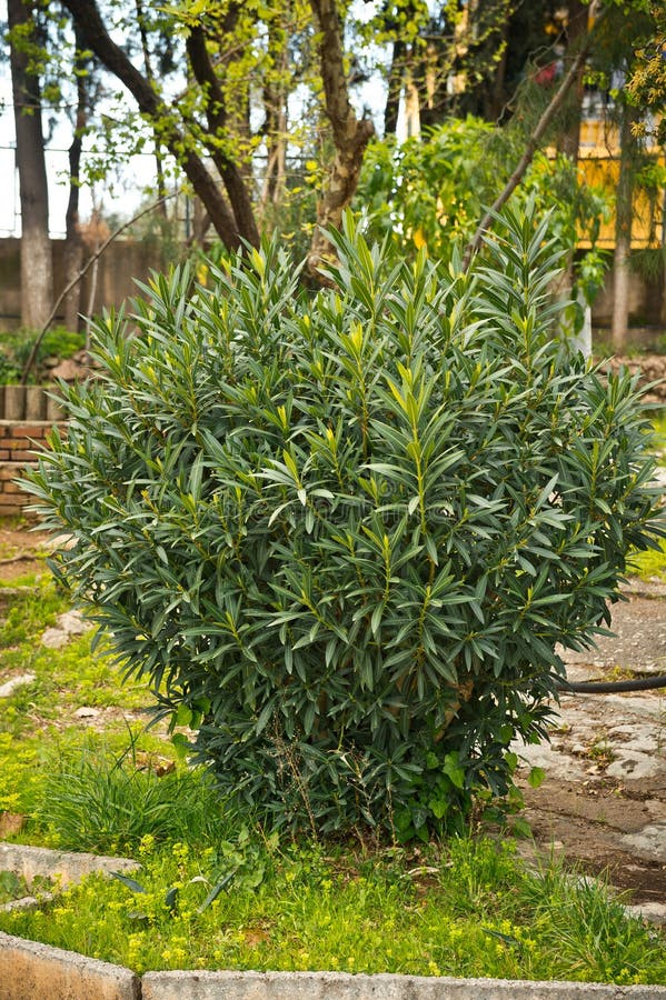 Bush is Een Laurierboom 8394 Stock Foto - Image of tuin, laurier: 108531714