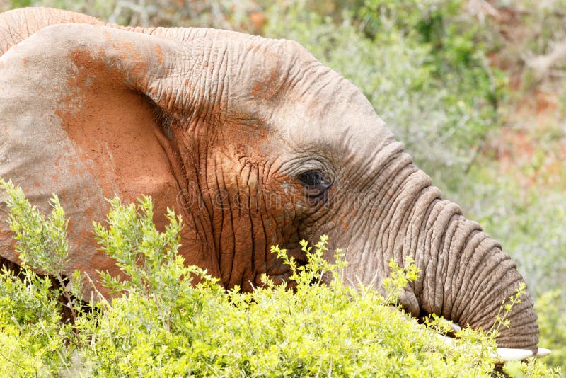 Peeking Elephant stock photo. Image of clouds, poaching - 3773114