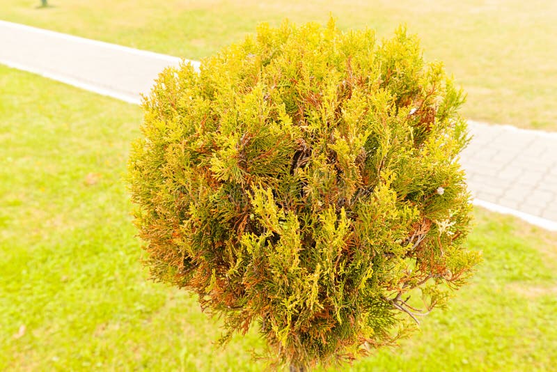 The Bush of Evergreen Trees Stock Image - Image of national, romantic ...