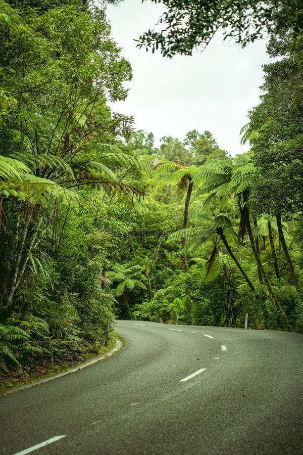 Bush in the Far North of New Zealand Stock Image - Image of forest ...