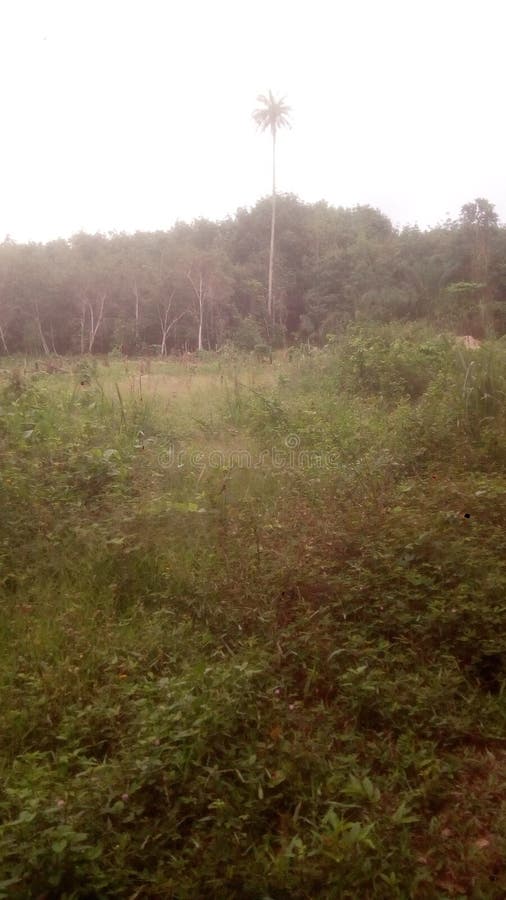 Bush farm wood plants stock image. Image of farm, plant - 197502811