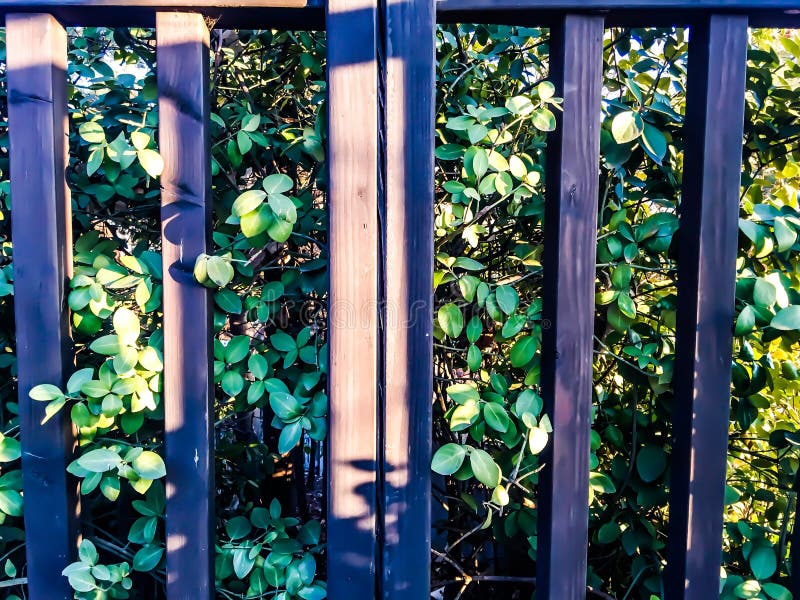 Bush fence stock photo. Image of golden, farm, light, dawn - 5456688