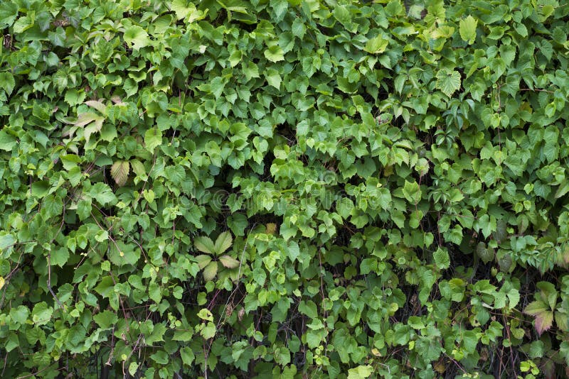 Bush fence hedge wall stock image. Image of growth, park - 34361455