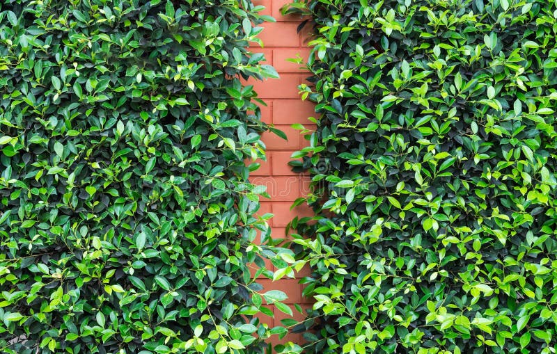 Bush fence hedge wall stock image. Image of growth, park - 34361455