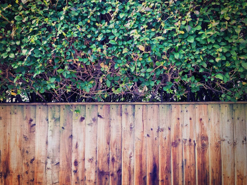 Bush and fence stock image. Image of outdoors, wooden - 67573735