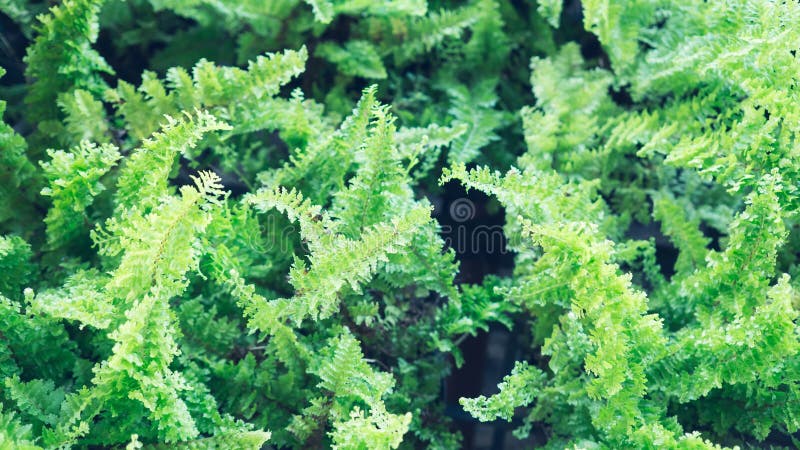 Bush of fern. stock image. Image of frond, nature, green - 71109685
