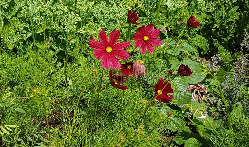 Red cosmos flowers stock photo. Image of redish, bush - 123654486