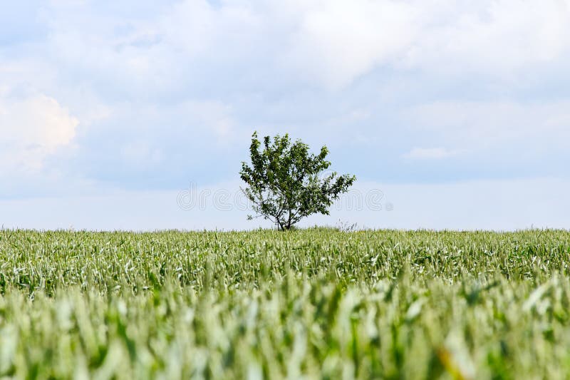Bush in the field. stock photo. Image of lush, blue, leaf - 20066012